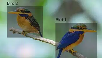 Computer Vision Services & Solutions | Shaip